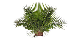 Fresh Palm Strips for Palm Sunday & Palm Decor