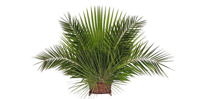 Fresh Palm Strips for Palm Sunday & Palm Decor