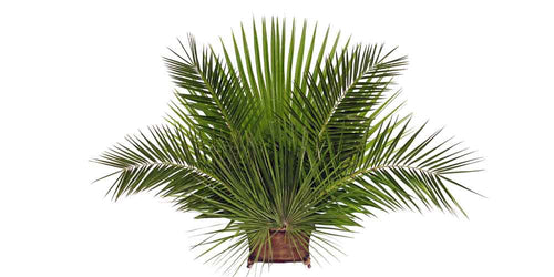 Fresh Palm Strips for Palm Sunday & Palm Decor