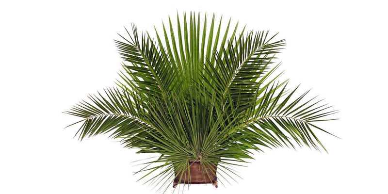 Fresh Palm Strips for Palm Sunday & Palm Decor
