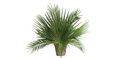 Fresh Palm Strips for Palm Sunday & Palm Decor