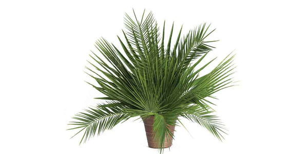 Fresh Palm Strips for Palm Sunday & Palm Decor