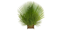 Fresh Palm Strips for Palm Sunday & Palm Decor