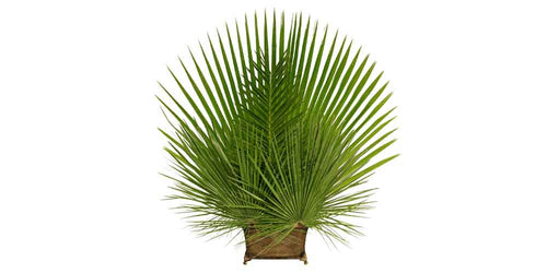 Fresh Palm Strips for Palm Sunday & Palm Decor