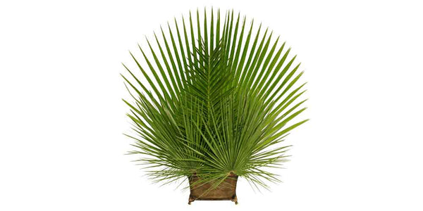Fresh Palm Strips for Palm Sunday & Palm Decor