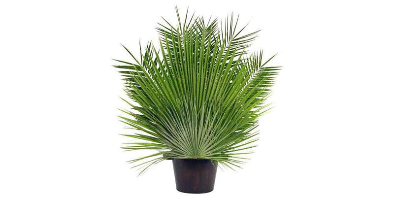 Fresh Palm Strips for Palm Sunday & Palm Decor