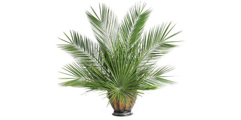 Palm Sunday Palm Strips and Decor
