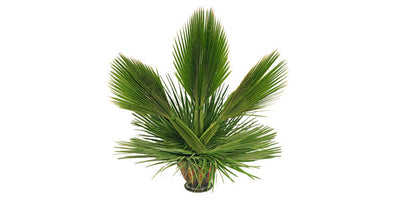 Fresh Palm Strips for Palm Sunday & Palm Decor