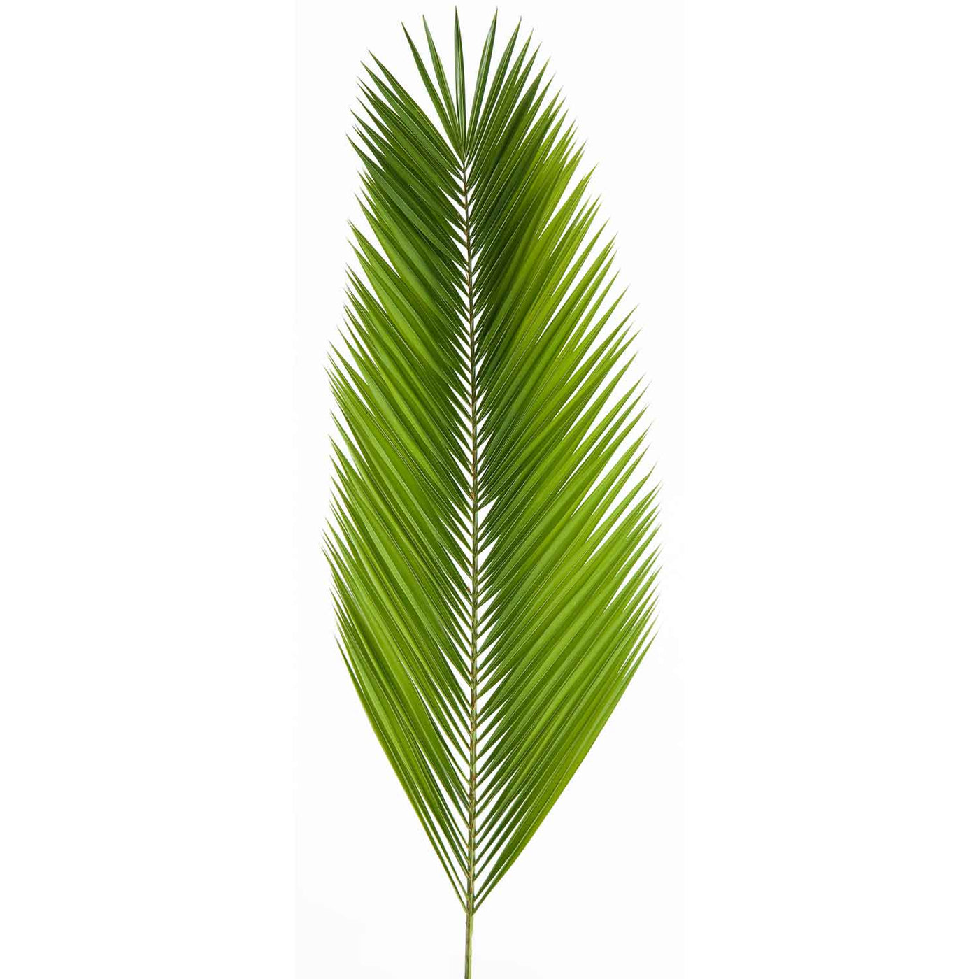 Fresh Palm Strips for Palm Sunday & Palm Decor