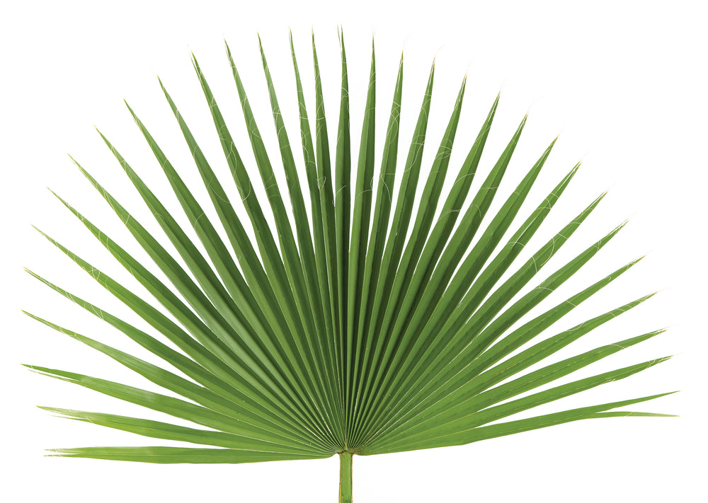 Fresh Palm Strips for Palm Sunday & Palm Decor