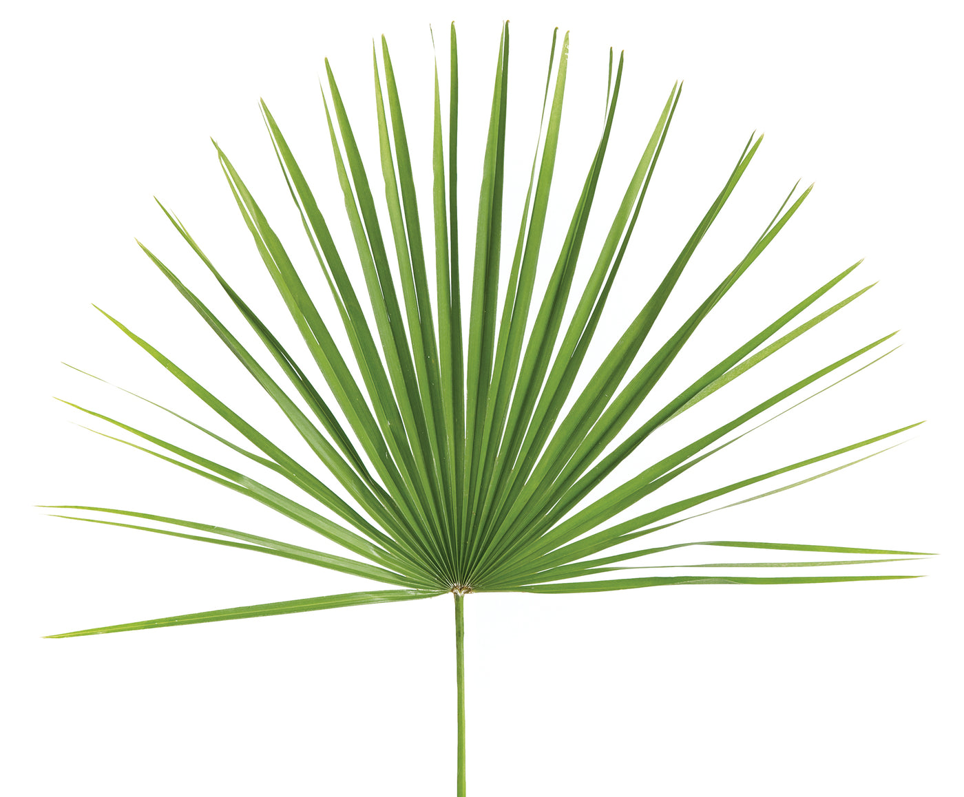 Fresh Palm Strips for Palm Sunday & Palm Decor